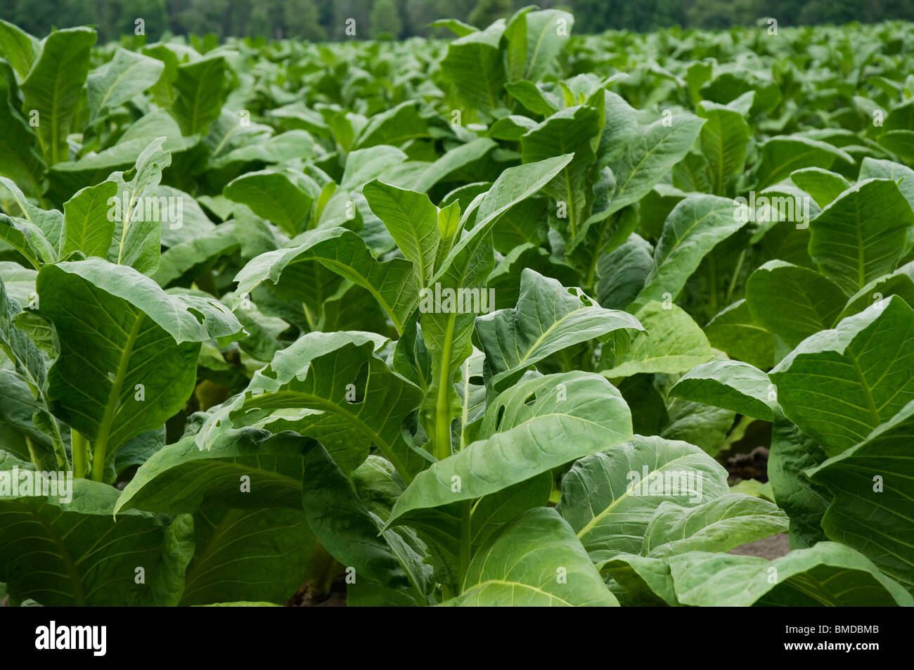 Tobacco field hi-res stock photography and images - Alamy