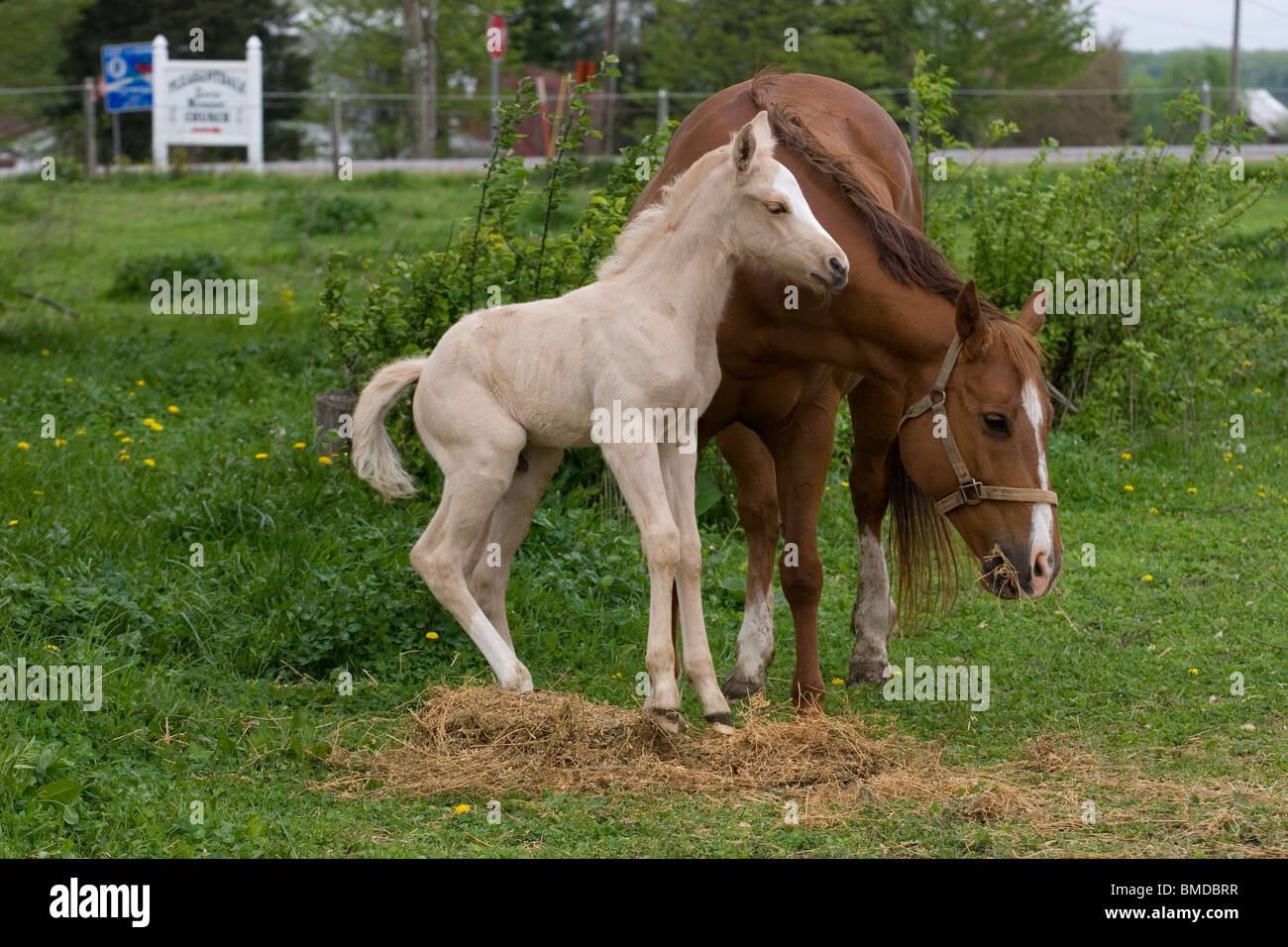 palomino foal and sorrel mare playing in pasture Stock Photo - Alamy