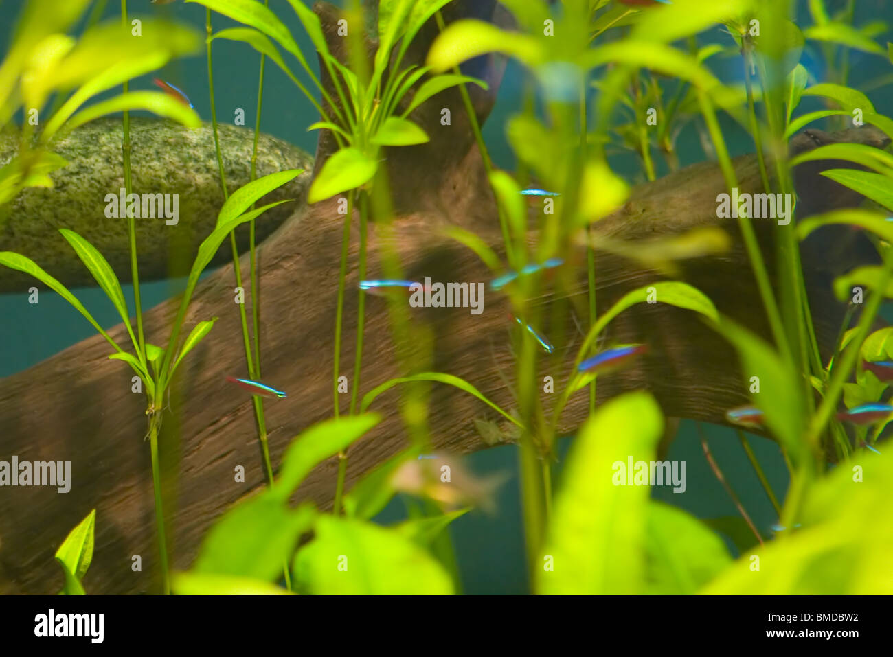 Small red fishes hi-res stock photography and images - Alamy