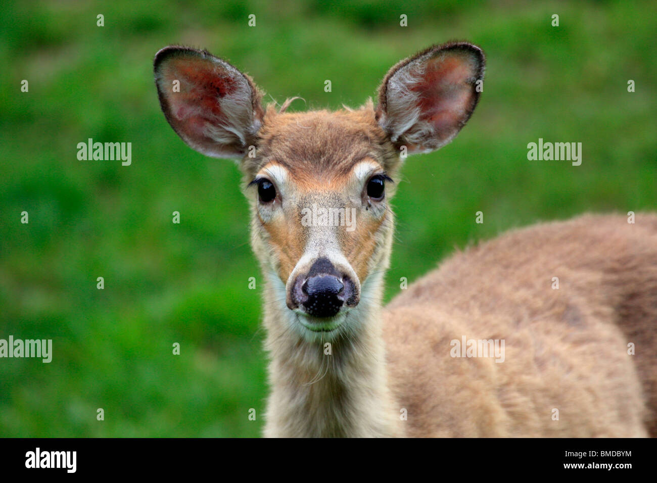 Deer face hi-res stock photography and images - Alamy