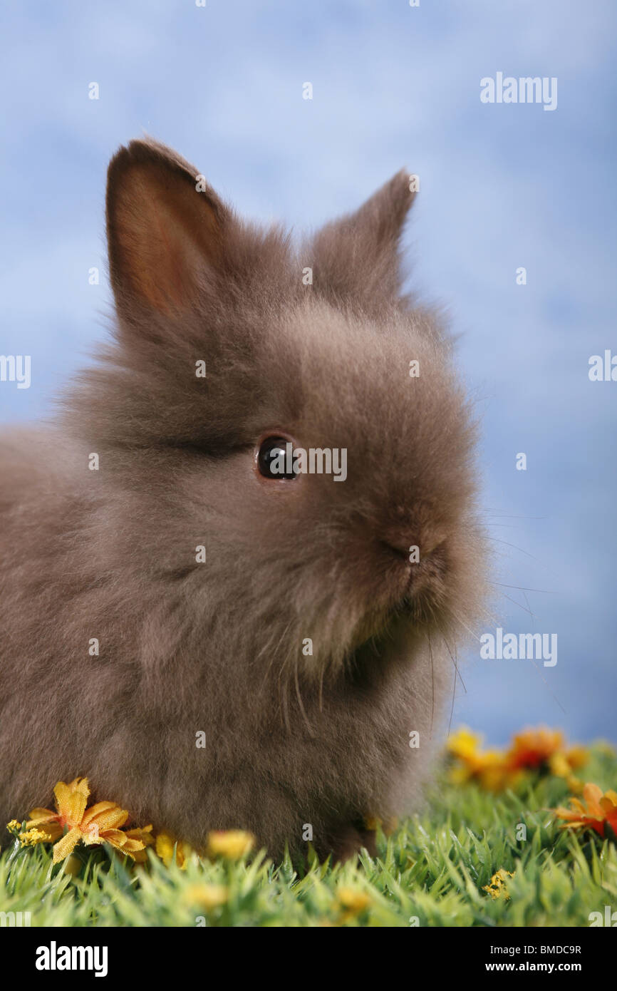 Teddy dwarf rabbits hi-res stock photography and images - Alamy