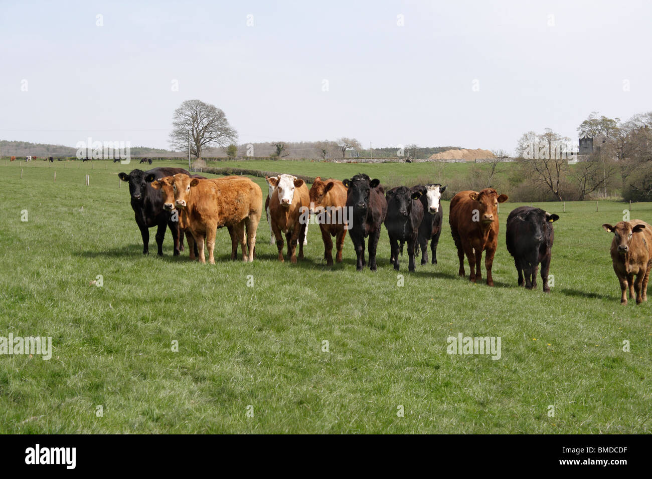 A herd of cows blocking a path through a field. Cowbridge Wales UK ...