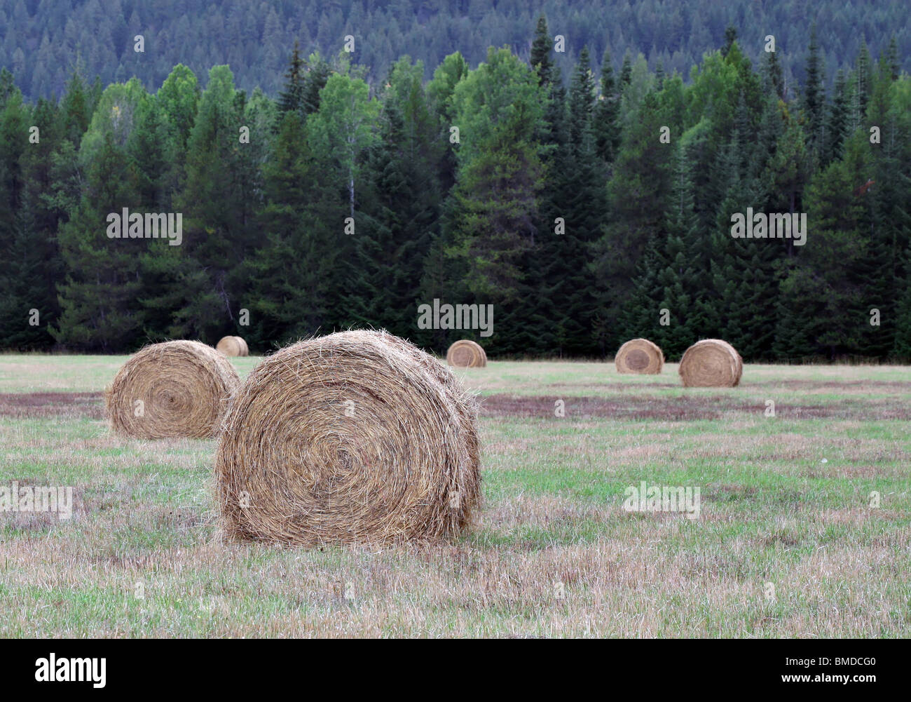 Alfalfa hay field hi-res stock photography and images - Alamy