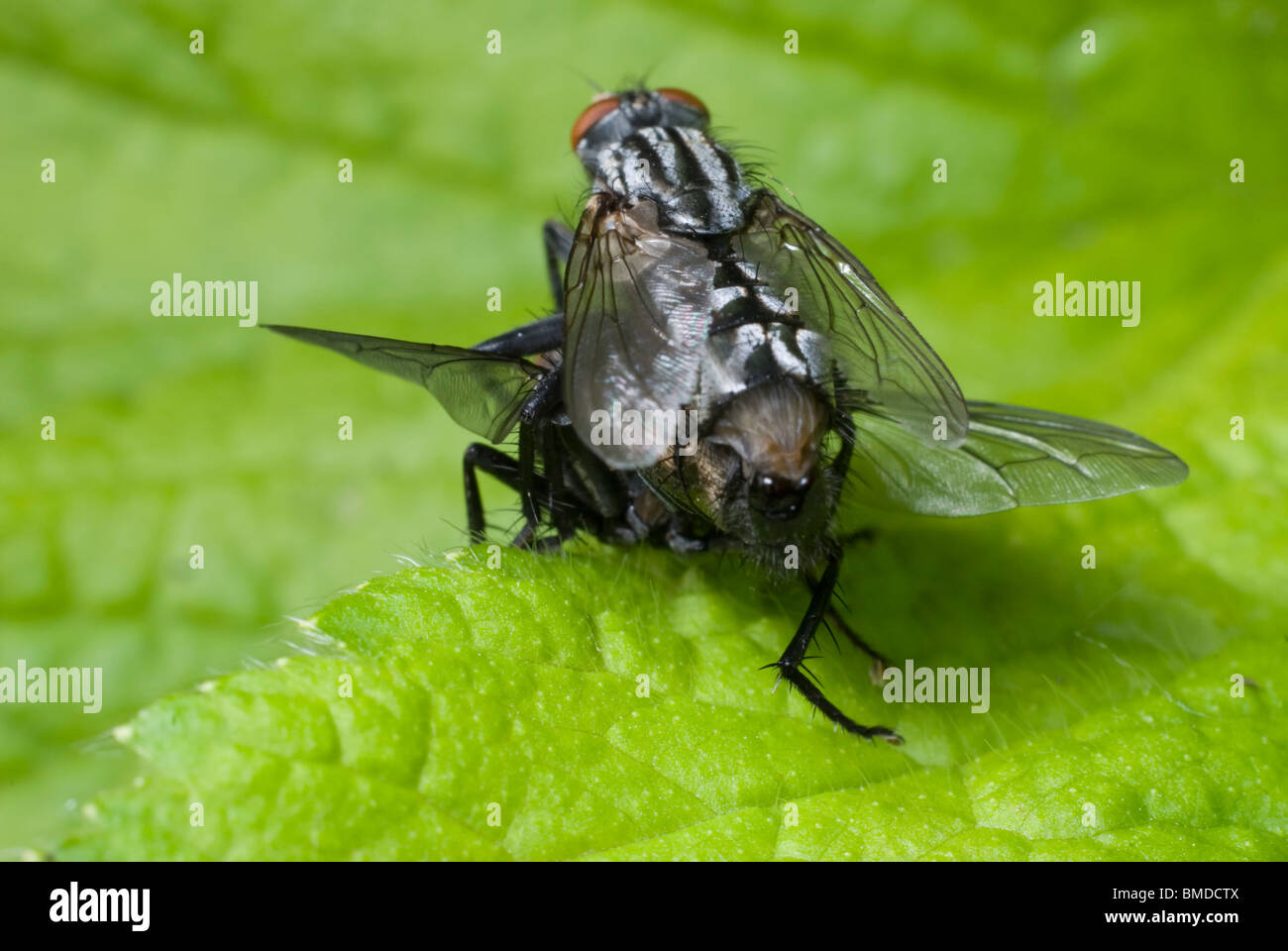 Two coupled flies Stock Photo - Alamy