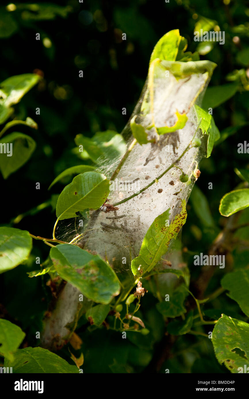 Spindle ermine moth hi-res stock photography and images - Alamy