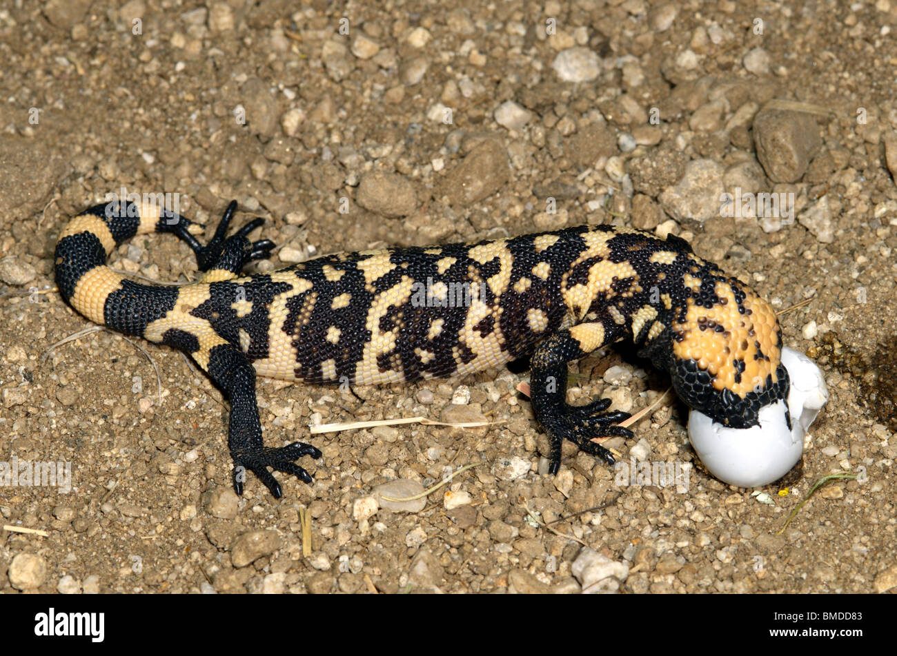 Gila Monster Immature eating bird egg Stock Photo - Alamy