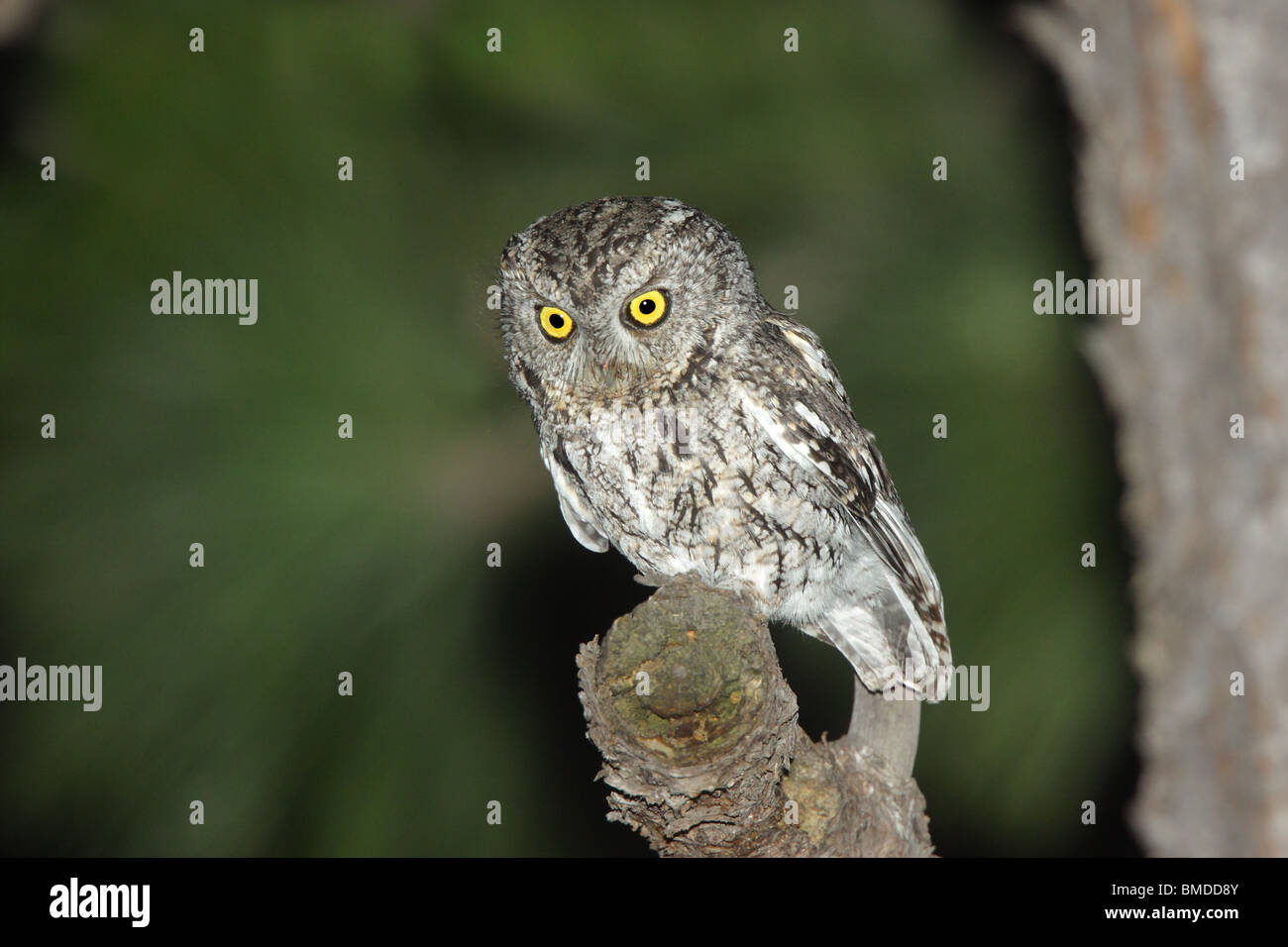 Whiskered screech owl hi-res stock photography and images - Alamy