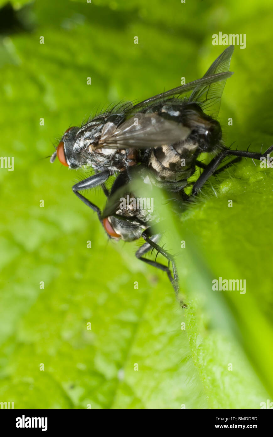 Two coupled flies Stock Photo - Alamy