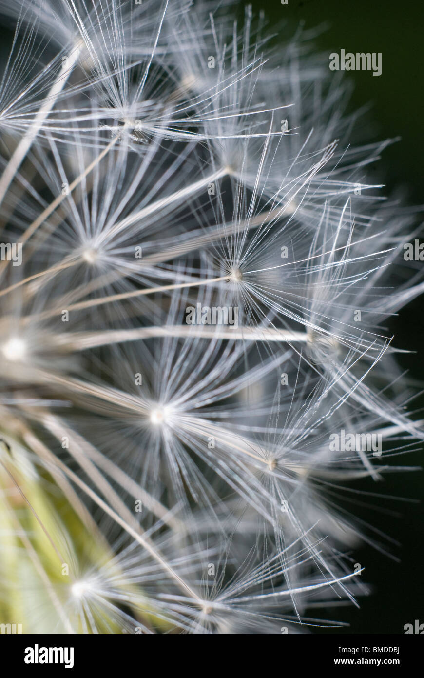 Macro of the dandelion plant Stock Photo - Alamy