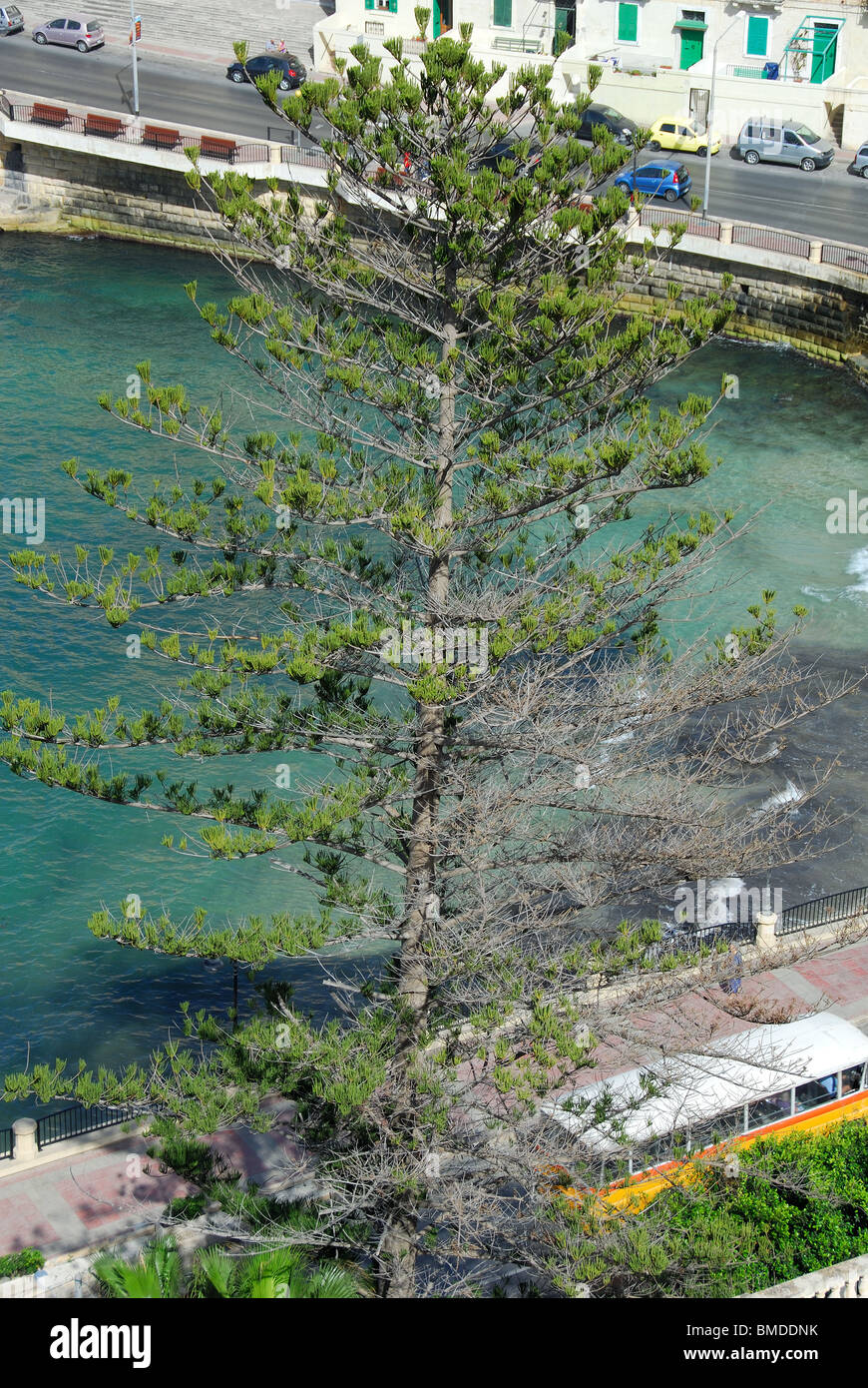 MALTA. A tree affected by traffic pollution in St. Julian's. 2010 Stock ...