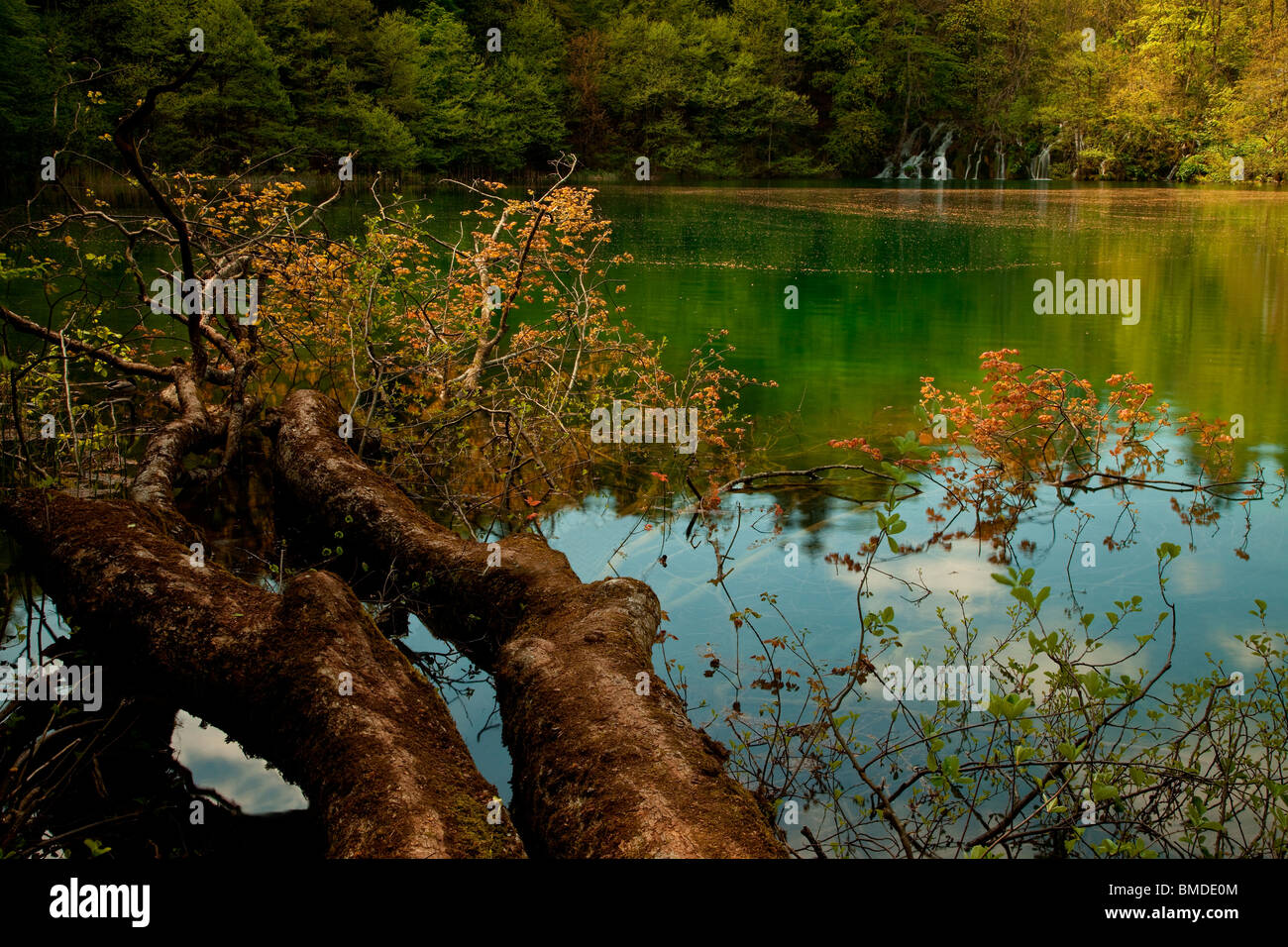 Fallen tree with a waterfall behind of Plitvice Lakes National Park in ...