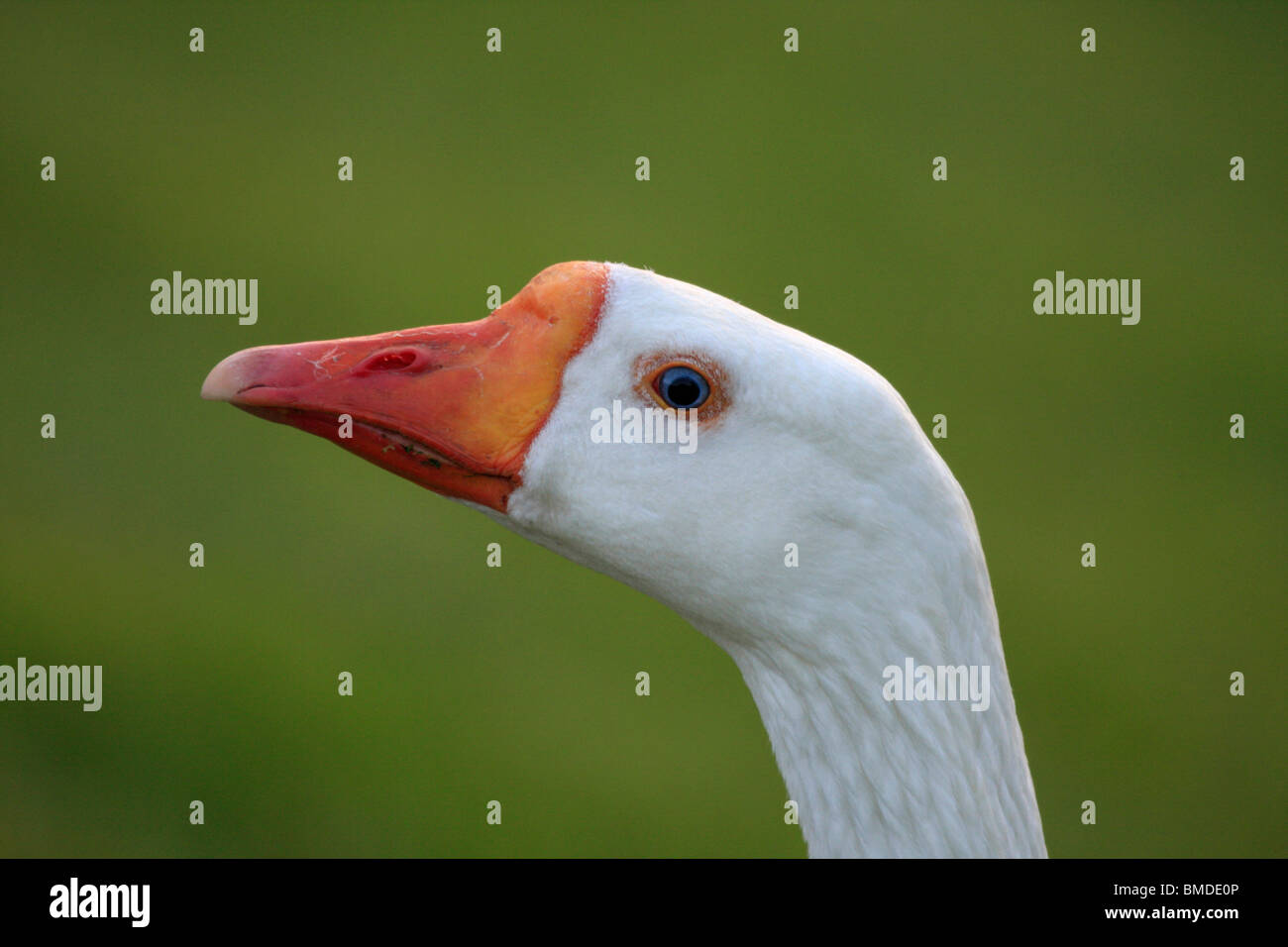 Goose head hi-res stock photography and images - Alamy