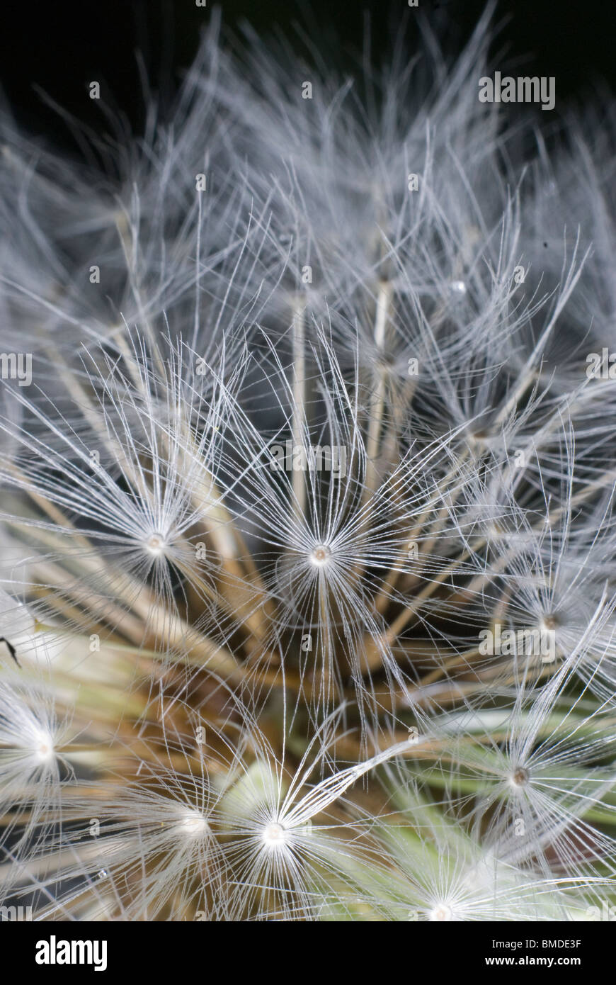 Macro of the dandelion plant Stock Photo - Alamy