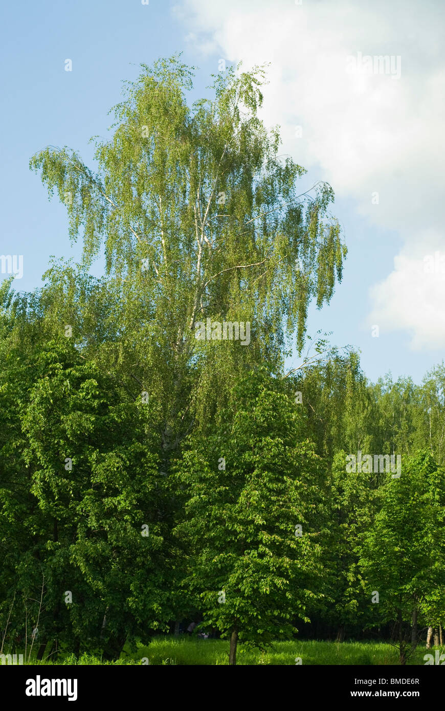 Russian forest with birch tree Stock Photo - Alamy