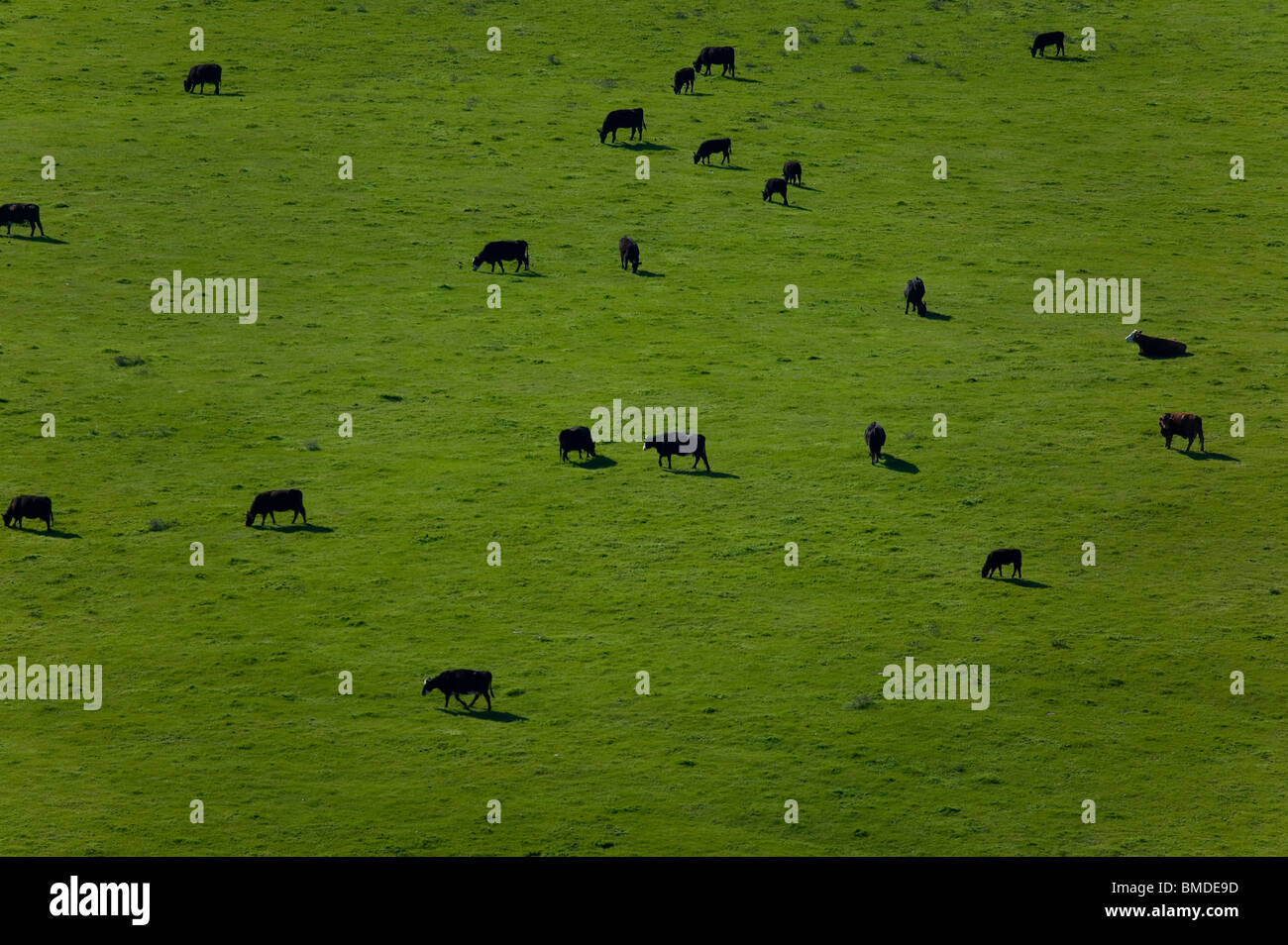 Overhead of herd of cattle hi-res stock photography and images - Alamy