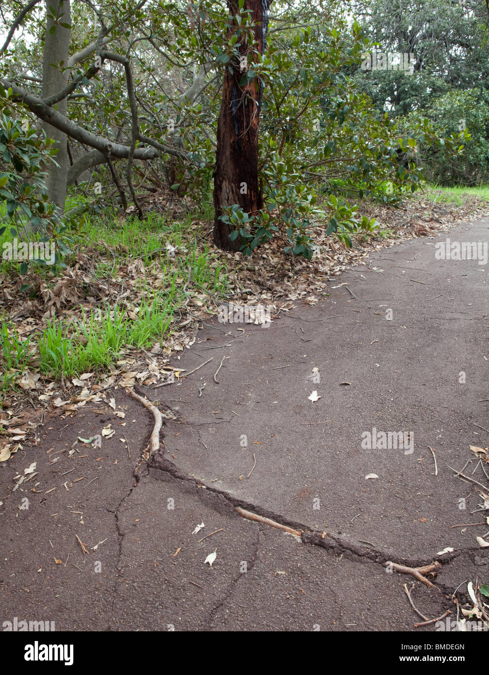 Tree roots sidewalk hi-res stock photography and images - Alamy