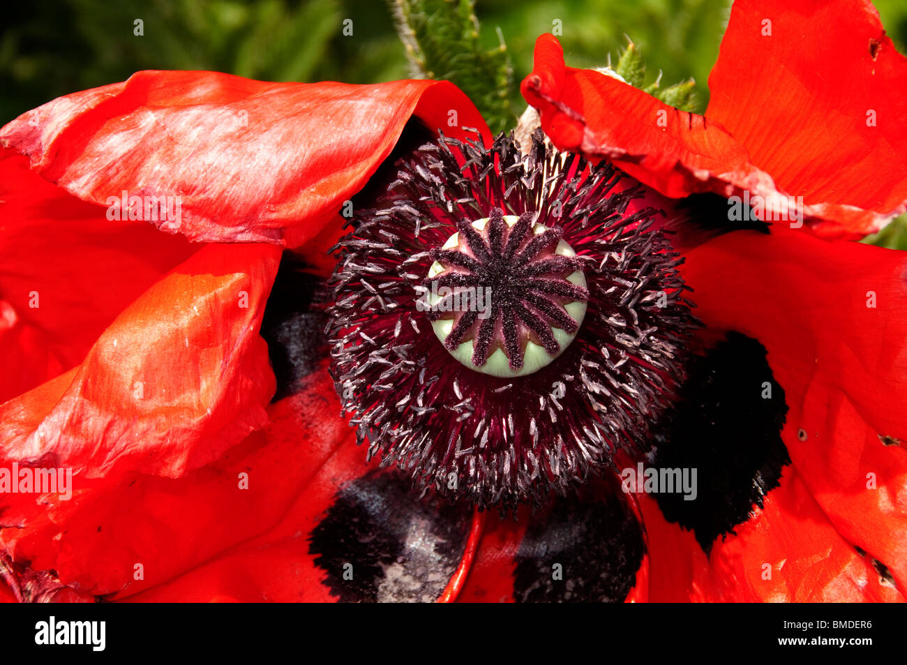 Decorative poppy seeds hi-res stock photography and images - Alamy
