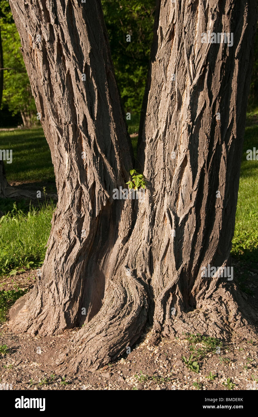 Grooved tree bark texture hi-res stock photography and images - Alamy