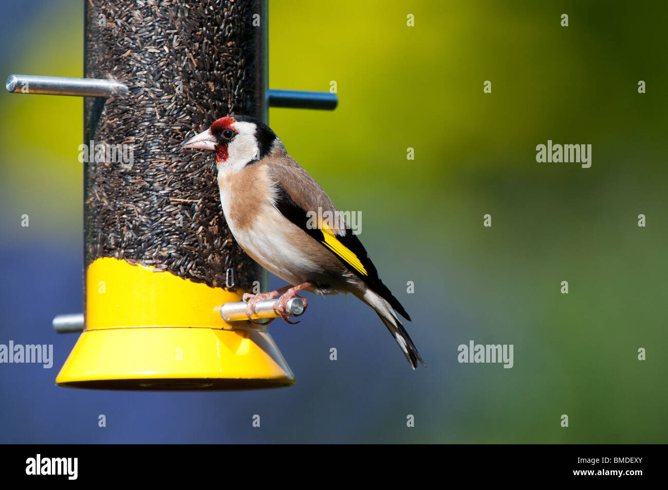 Goldfinch on nyjer bird seed hi-res stock photography and images - Alamy