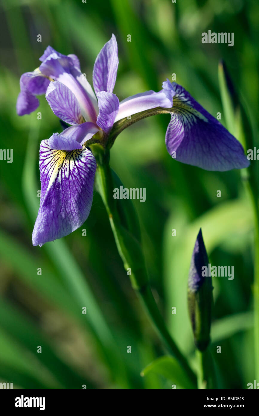 Purple Iris (Iris germanica) also known as the Rhizomatous Iris or ...