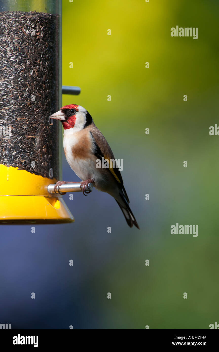 Goldfinch on nyjer bird seed hi-res stock photography and images - Alamy