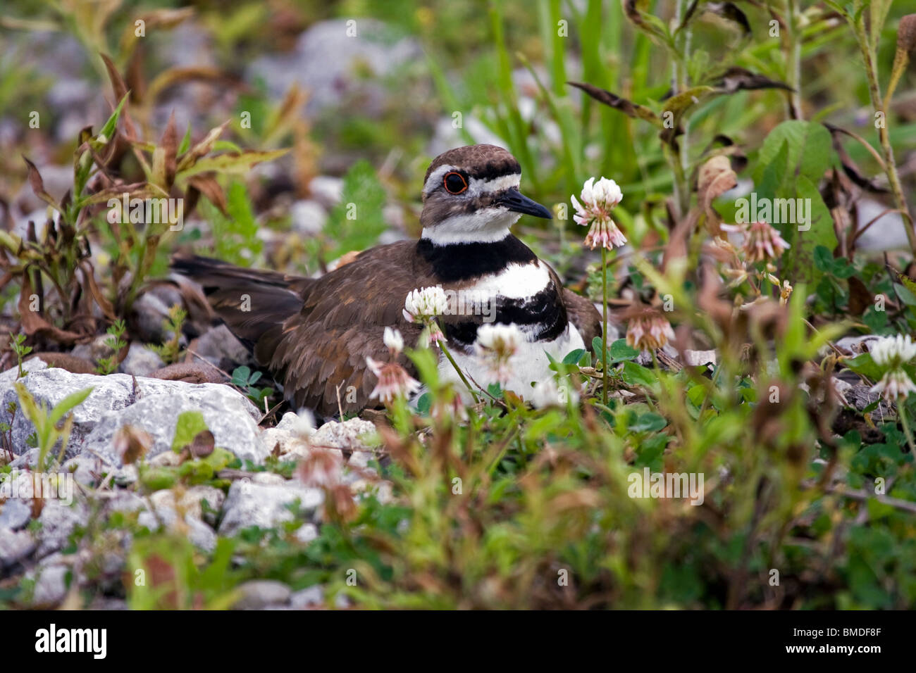 Killdeer on Nest Stock Photo - Alamy