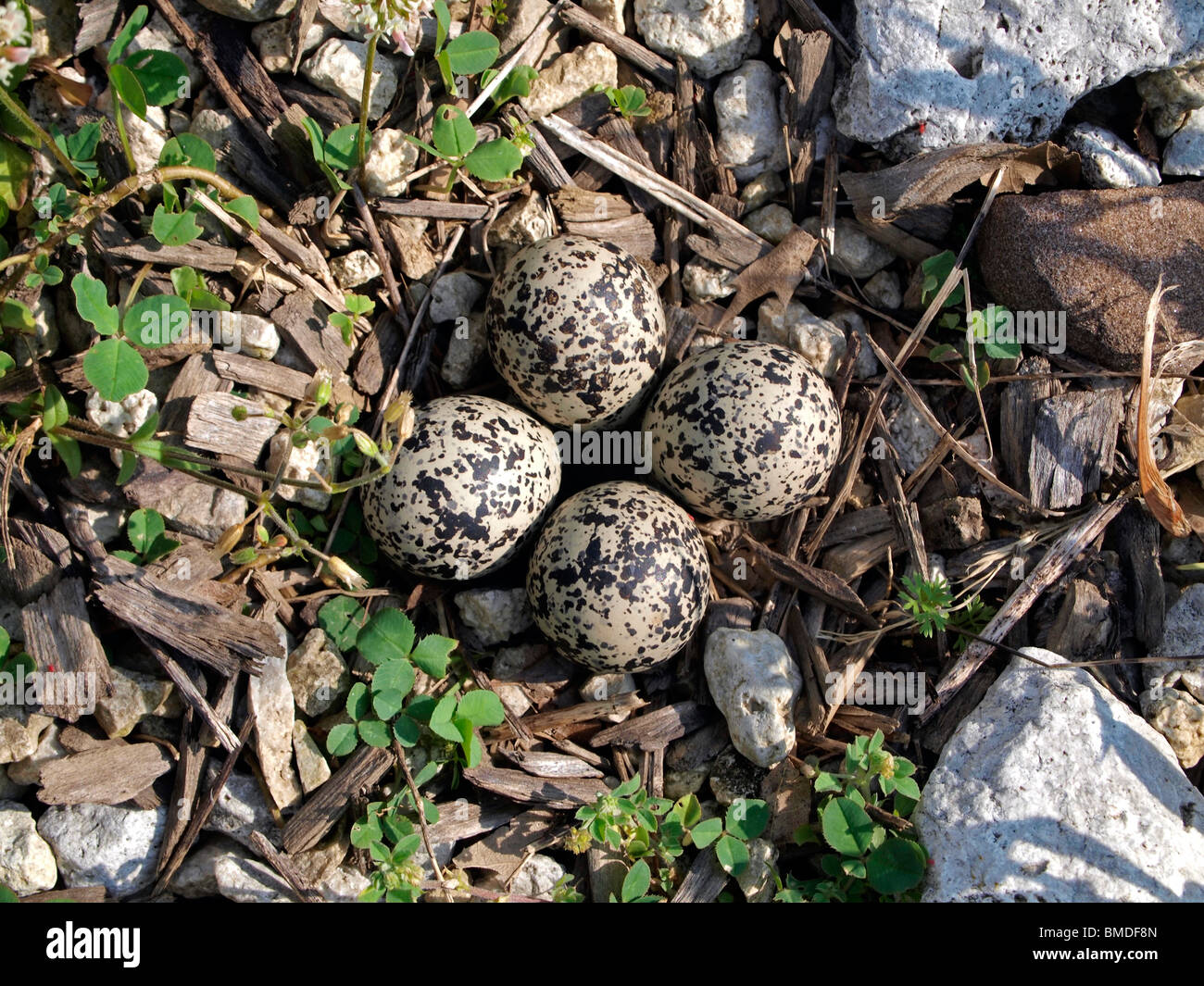 Killdeer Nest with eggs Stock Photo - Alamy