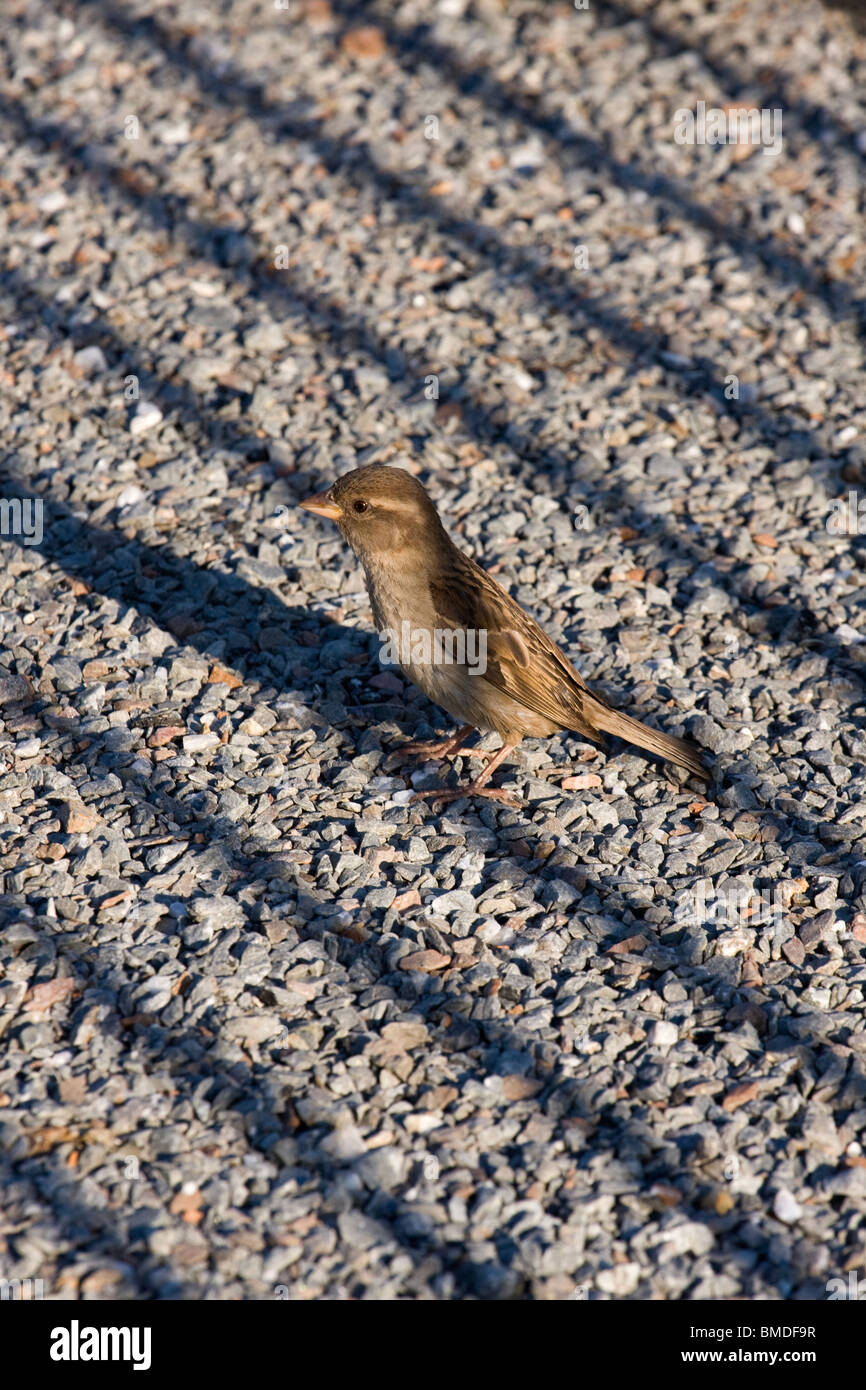Field Sparrow High Resolution Stock Photography and Images - Alamy
