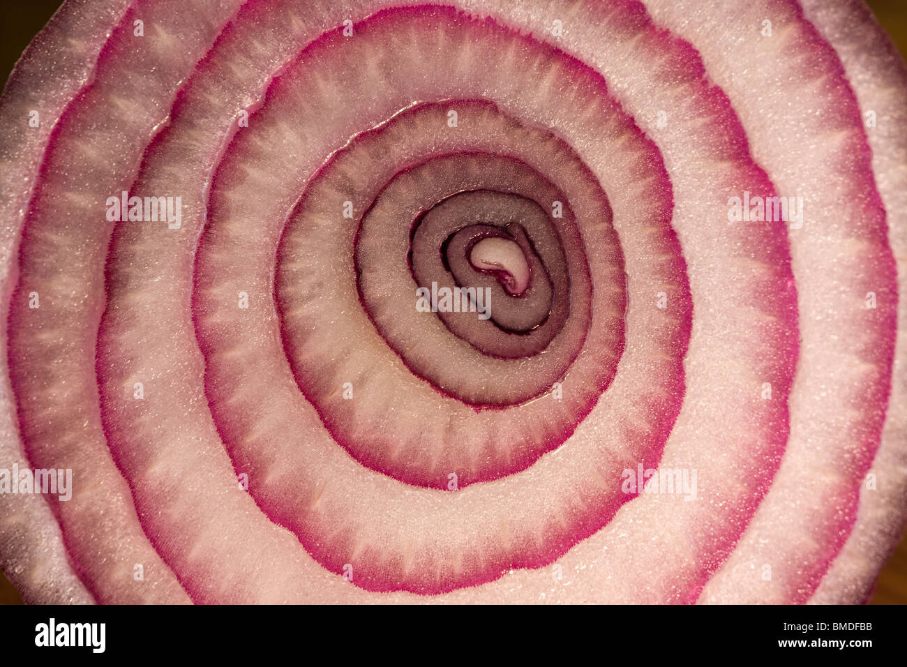 Sliced onion allium cepa hi-res stock photography and images - Alamy