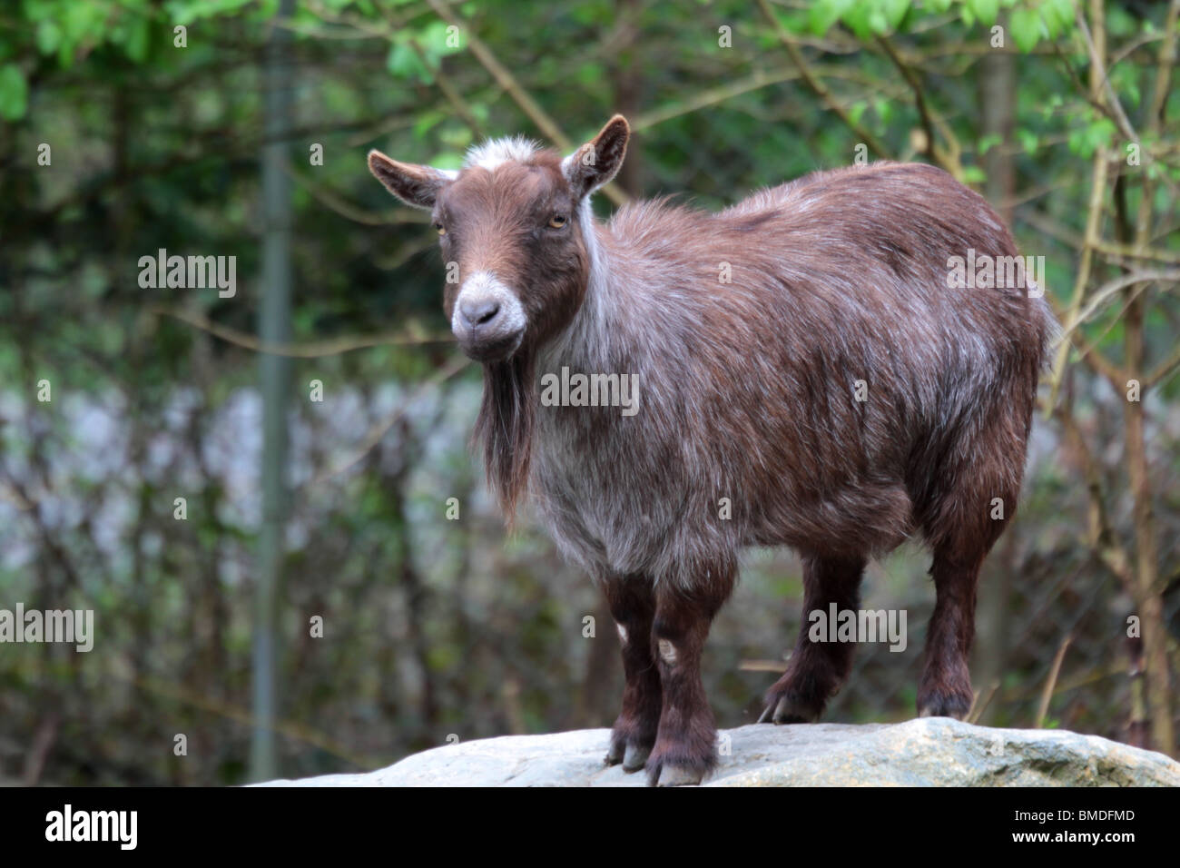 Pygmy goat hi-res stock photography and images - Alamy