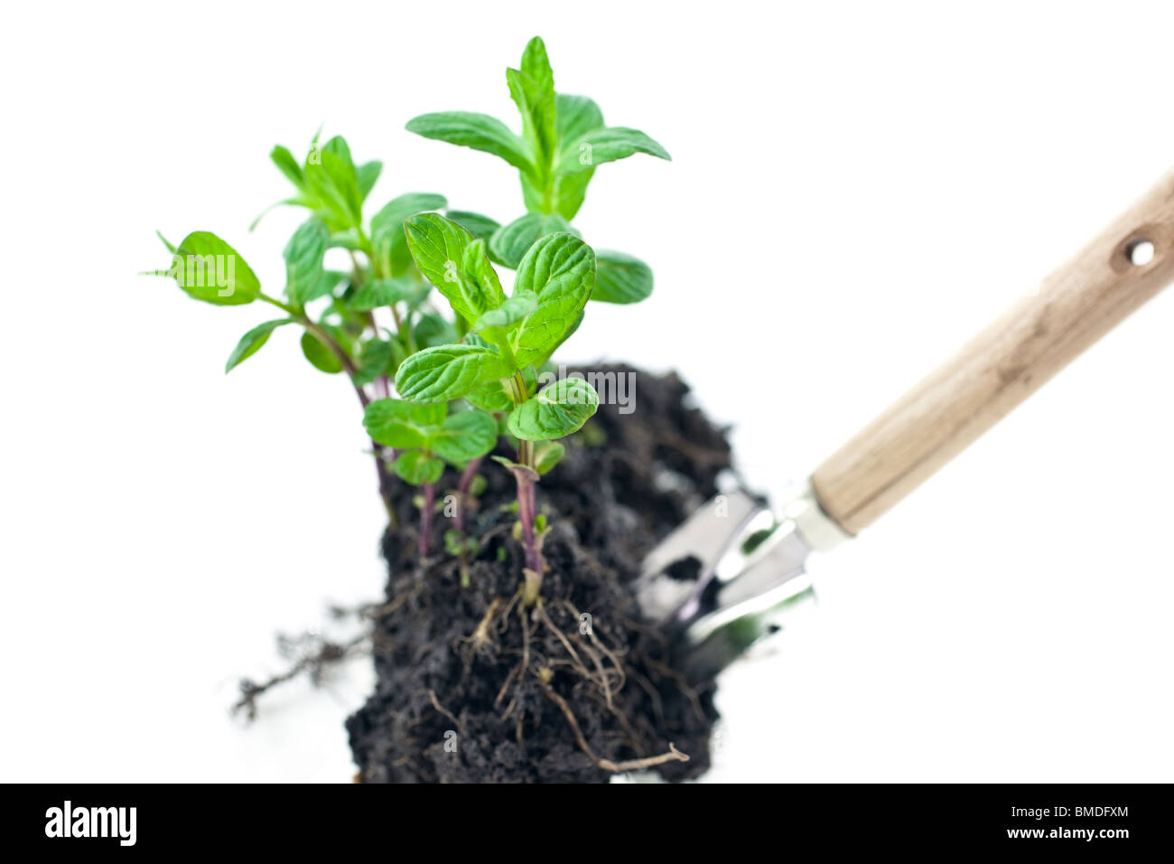 small green mint sprouts with shovel on white background Stock Photo ...
