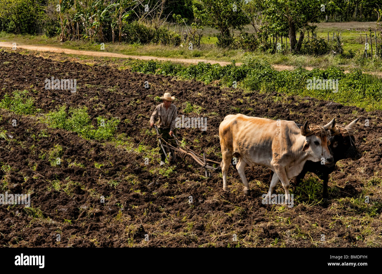 Bull man hi-res stock photography and images - Alamy