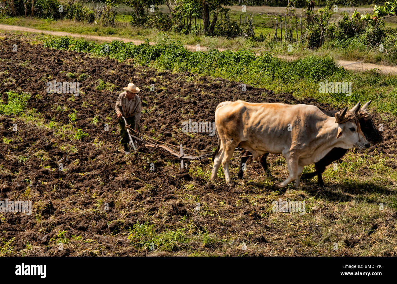Man in old fashioned farming with bull plow in field in Havana Province ...