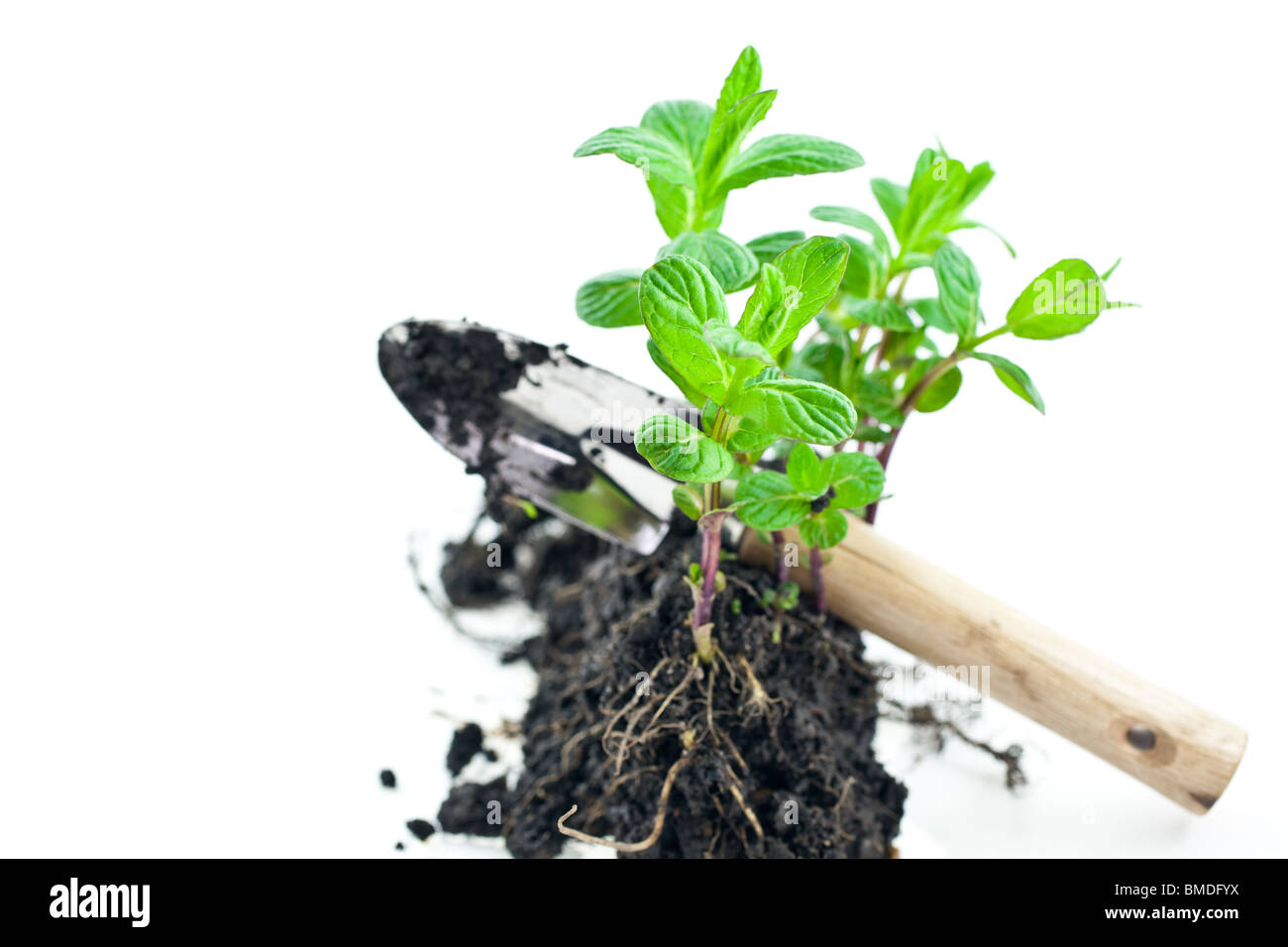 small green mint sprouts with shovel isolated on white background Stock ...
