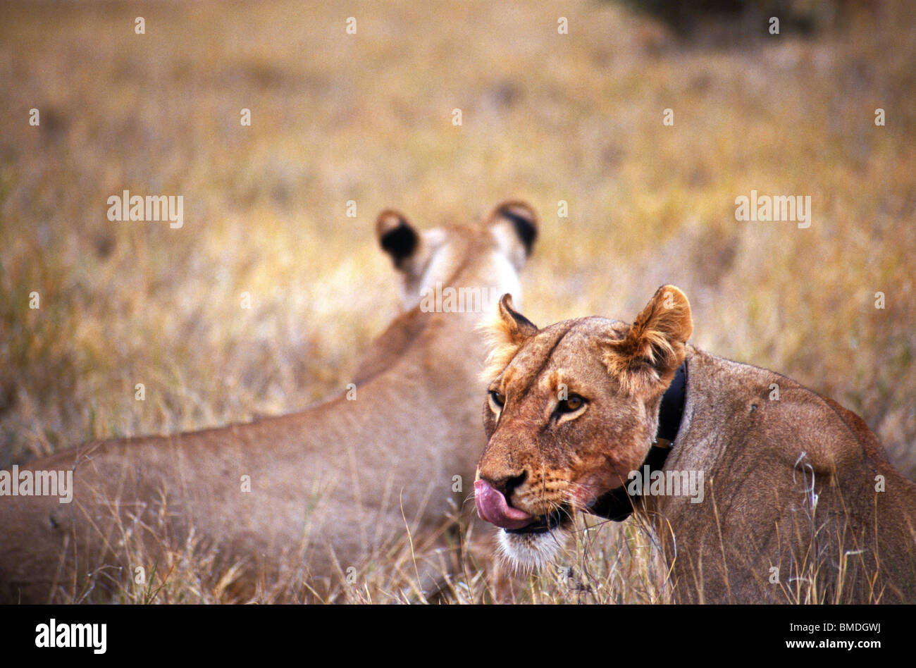 Collared lion hi-res stock photography and images - Alamy
