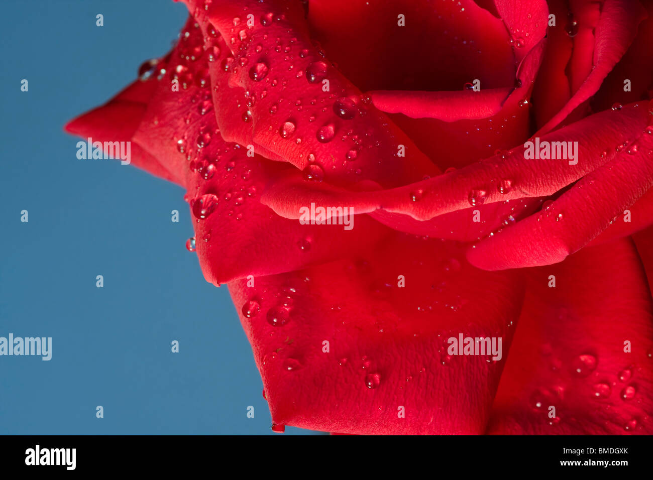 Water Droplets on Red Rose with Blue Background Stock Photo - Alamy