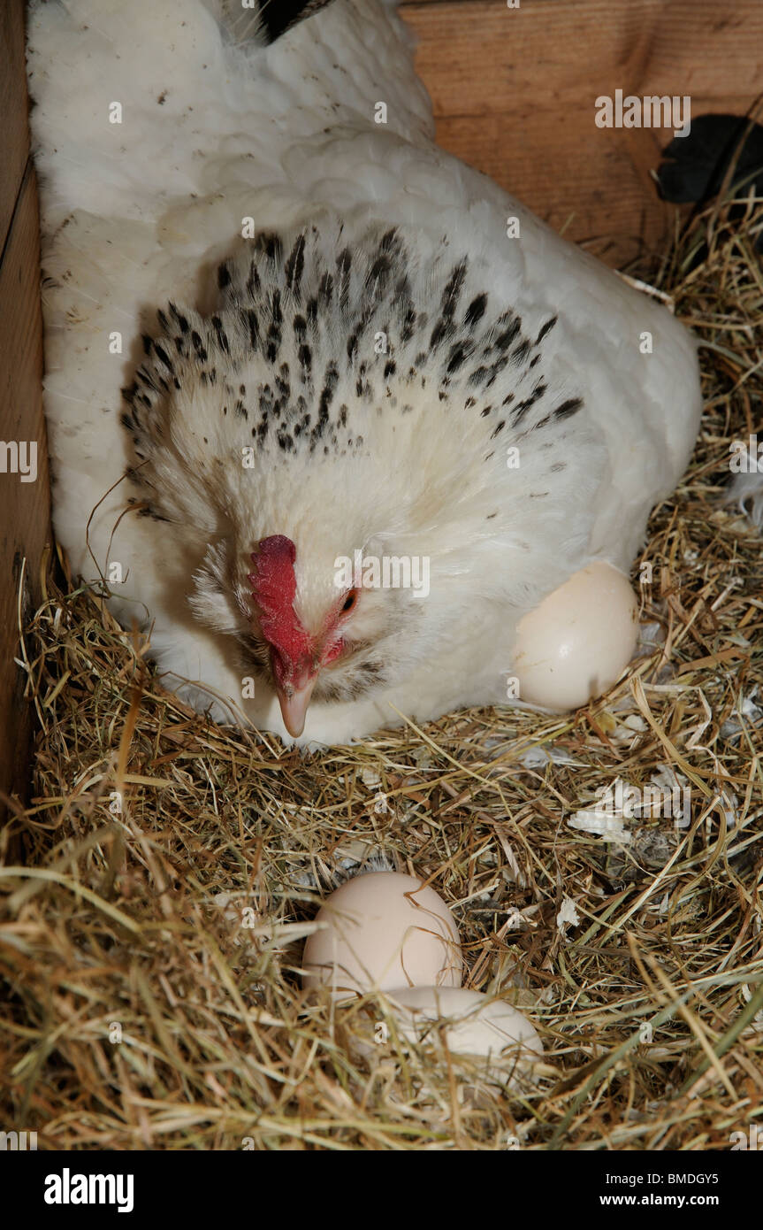 Hen House Eggs Stock Photos & Hen House Eggs Stock Images - Alamy