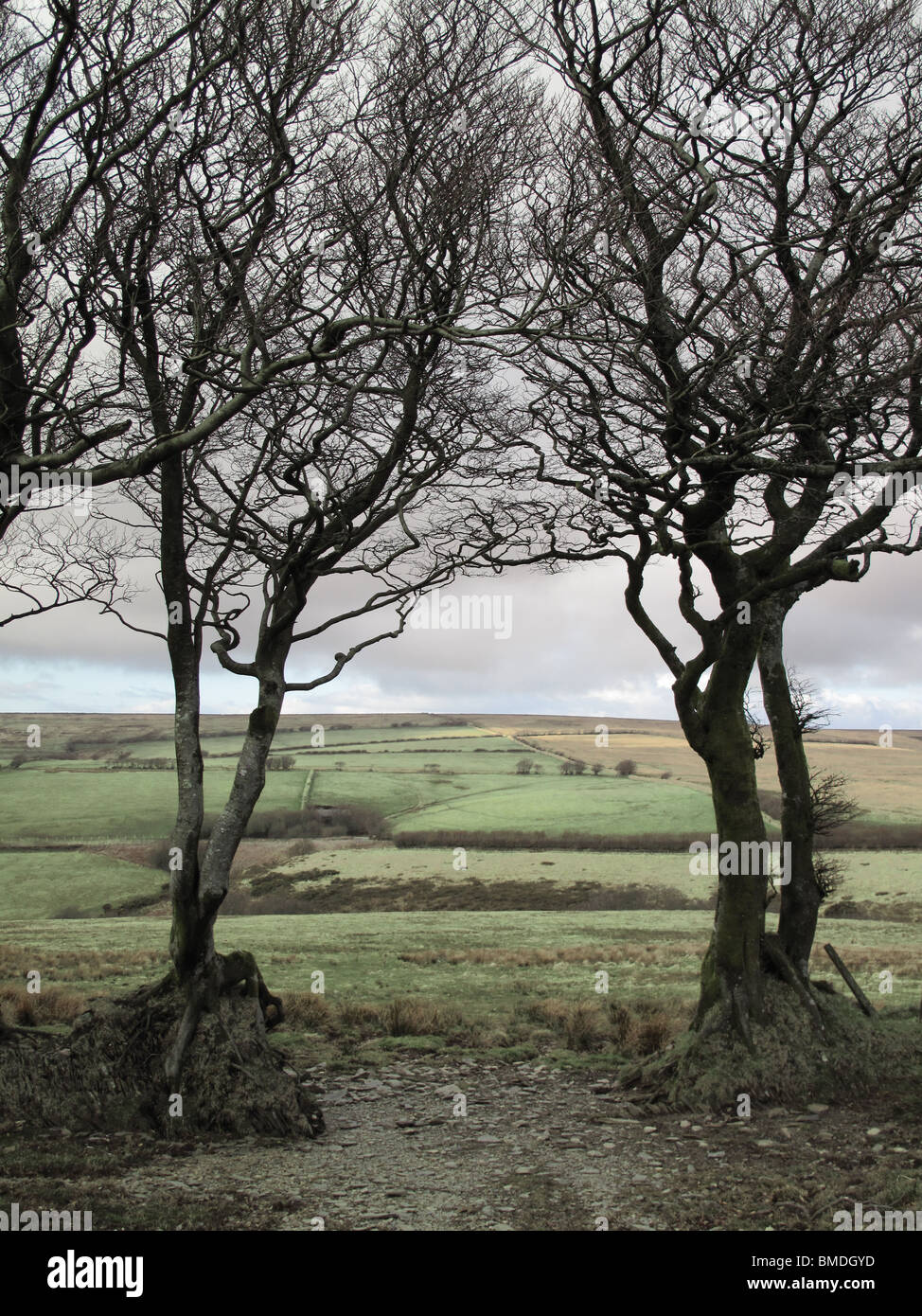 Skelatal winter trees; Exmoor, Devon Stock Photo - Alamy