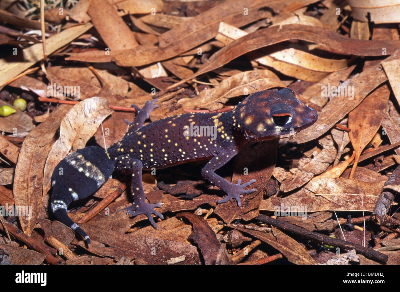 Leaf tailed gecko australia hi-res stock photography and images - Alamy