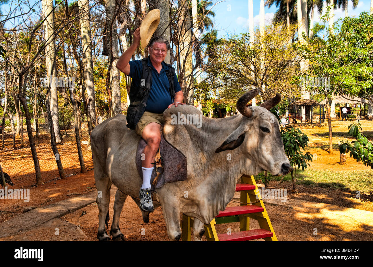 Tourist man on Brahma Bull in Finca Fiesta Campesina in park outside of ...