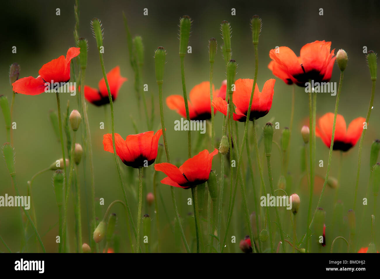 Poppy flowers on the meadow Stock Photo - Alamy
