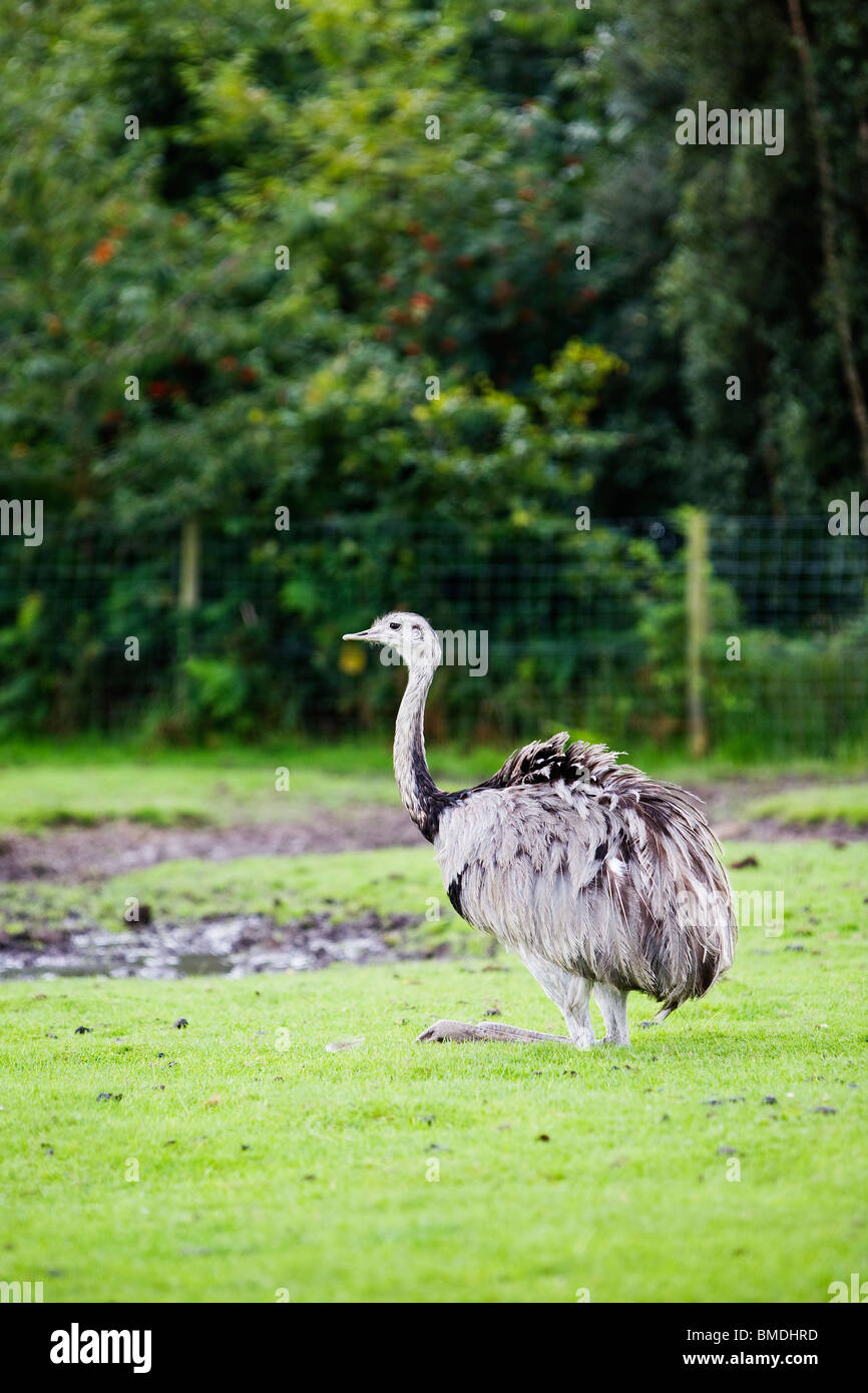 Female Ostrich sitting on the ground at Knowsley Safari Park Stock ...