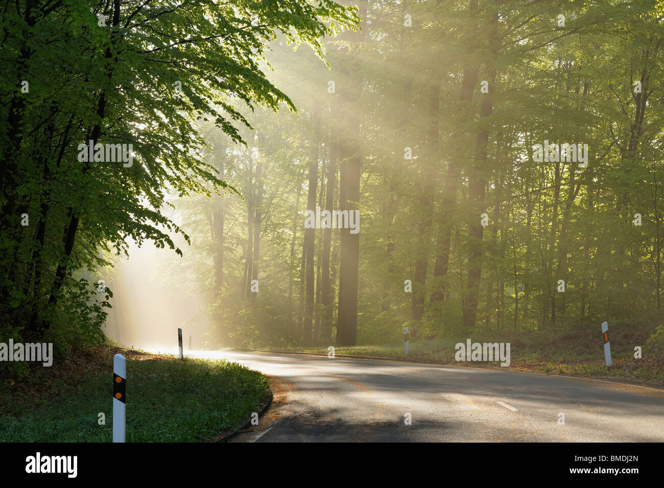 Road Through Forest, Spessart, Bavaria, Germany Stock Photo - Alamy