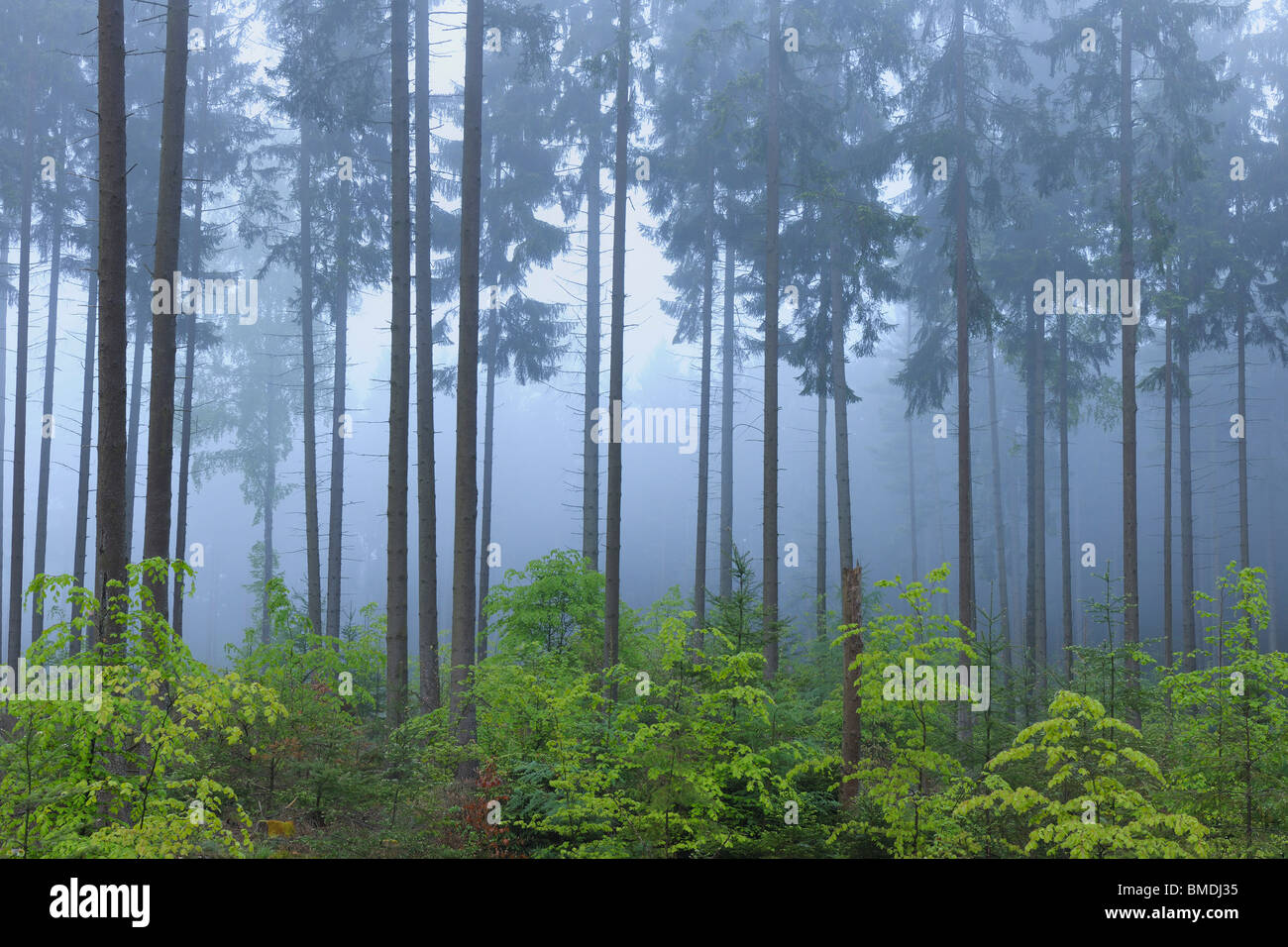Odenwald forest hi-res stock photography and images - Alamy