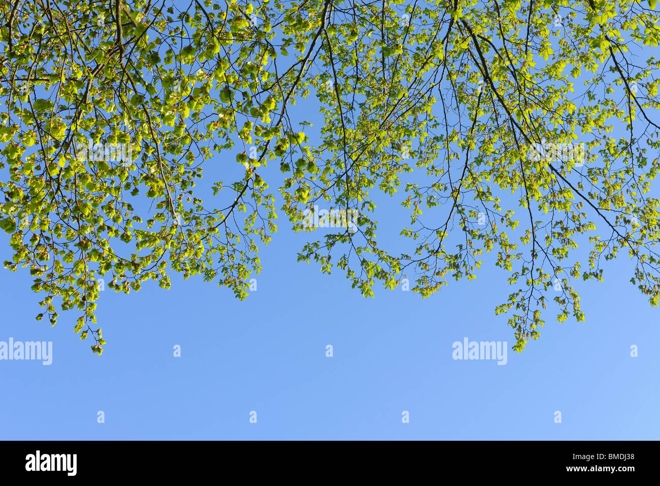 Beech Tree, Spessart, Bavaria, Germany Stock Photo - Alamy