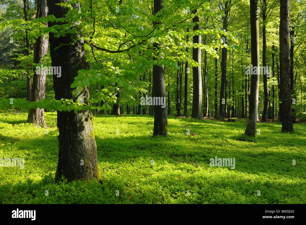 Beech Forest in Spring, Spessart, Bavaria, Germany Stock Photo - Alamy