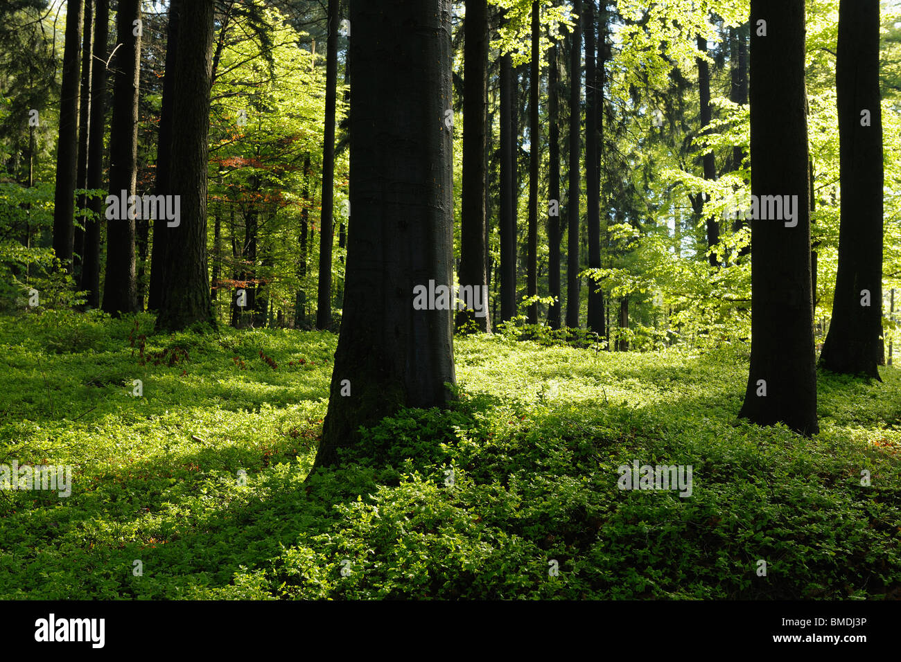 Beech Forest in Spring, Spessart, Bavaria, Germany Stock Photo - Alamy