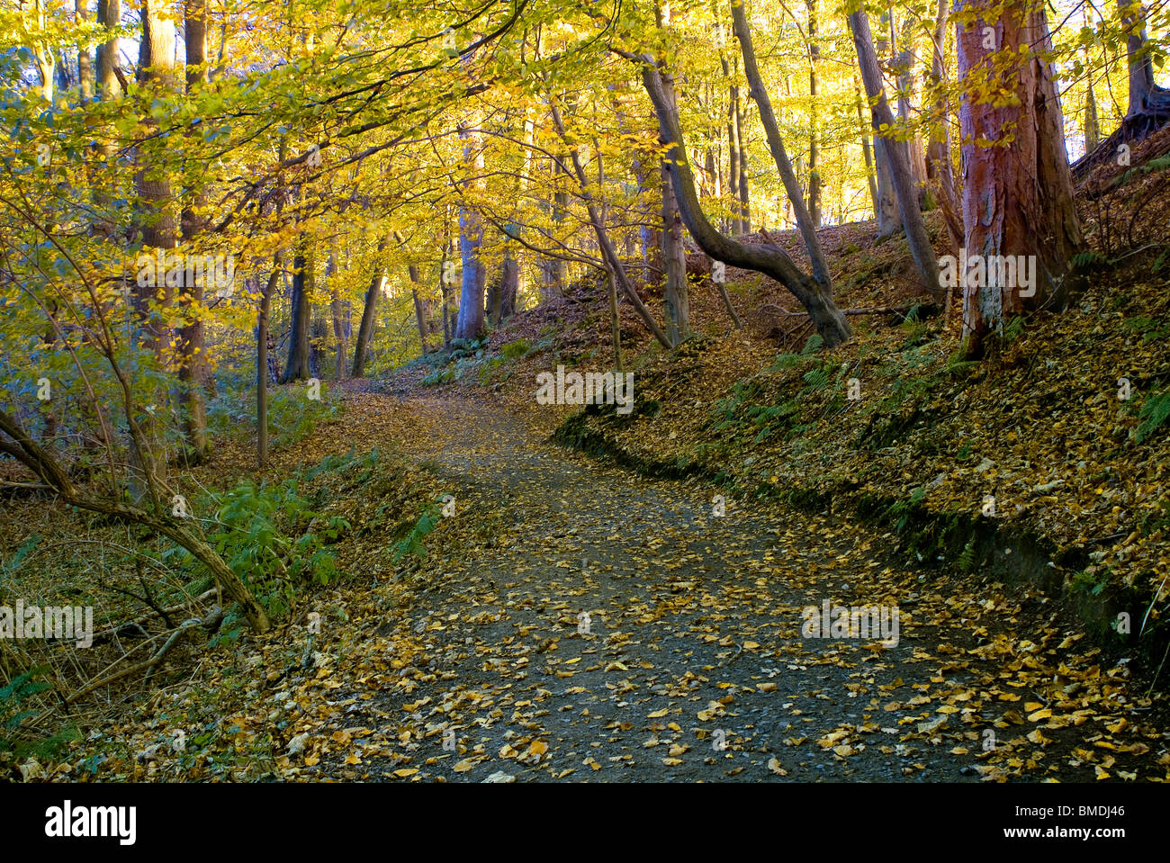Autumn (fall) colours in Strid Wood, Bolton Abbey, North Yorkshire ...