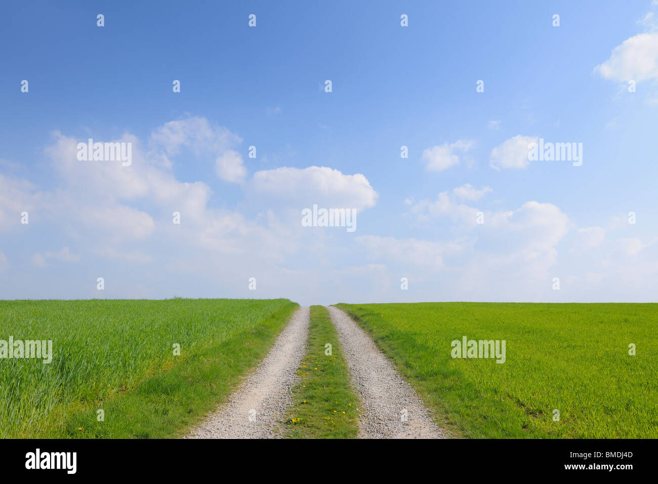 Pathway through cornfield hi-res stock photography and images - Alamy