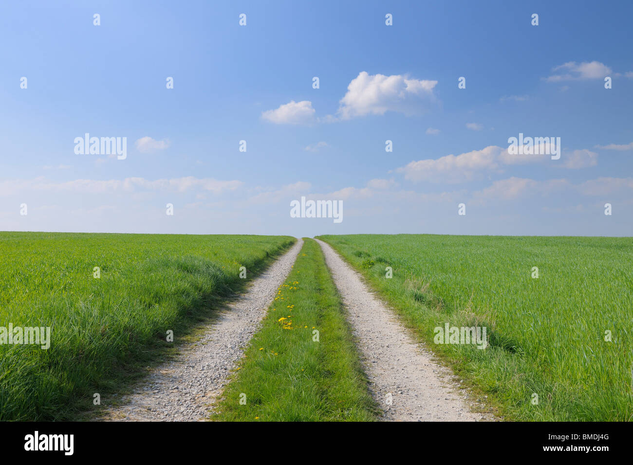 Pathway through cornfield hi-res stock photography and images - Alamy